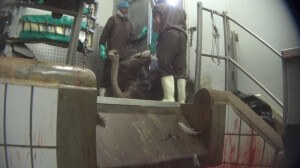 Exposed: Juvenile Ostriches Butchered for Hermès 'Luxury' Bags