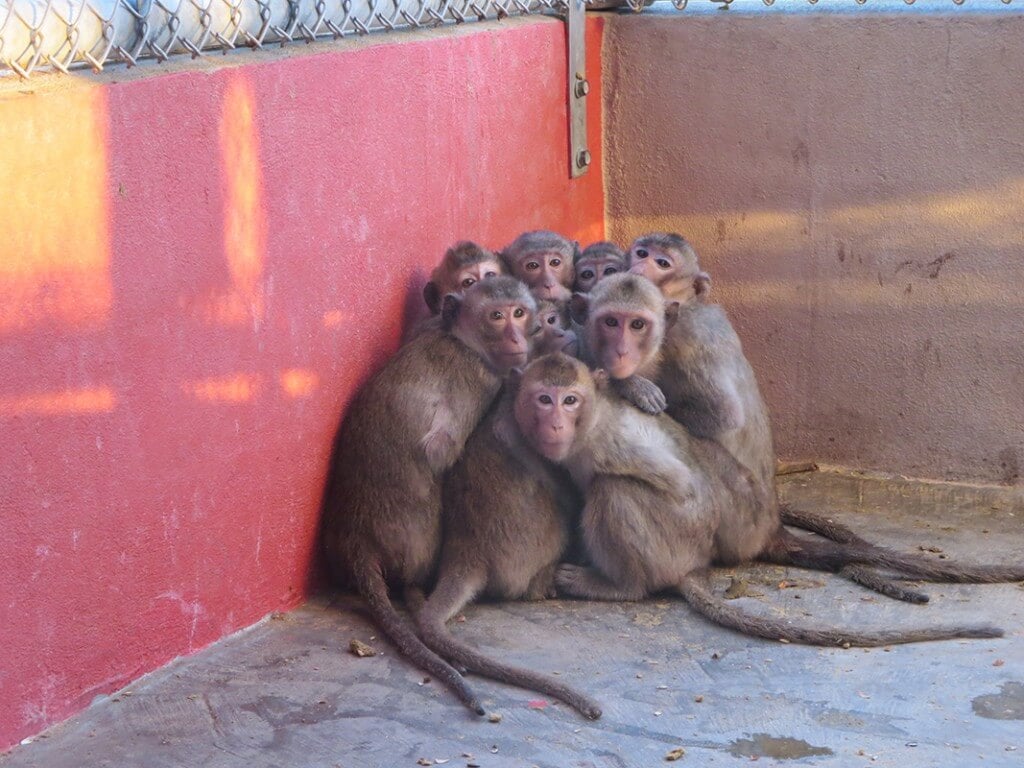 Monkeys Endure Pain, Fear and Death at Primate Products