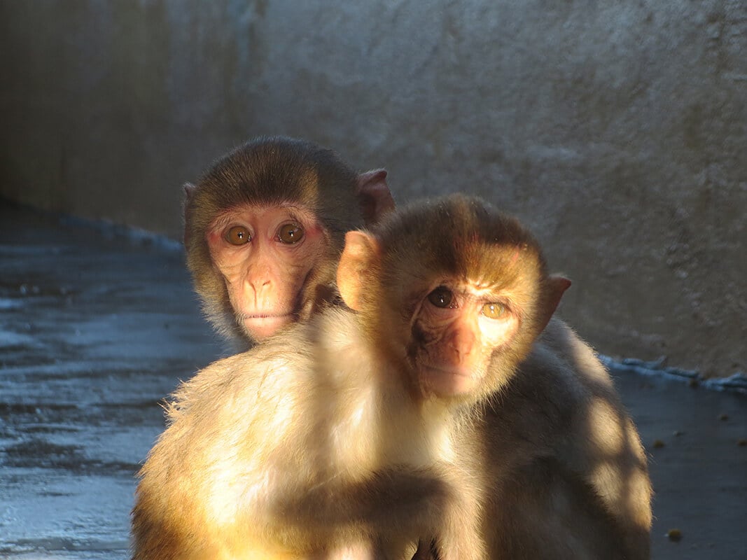 Monkeys Endure Pain, Fear and Death at Primate Products