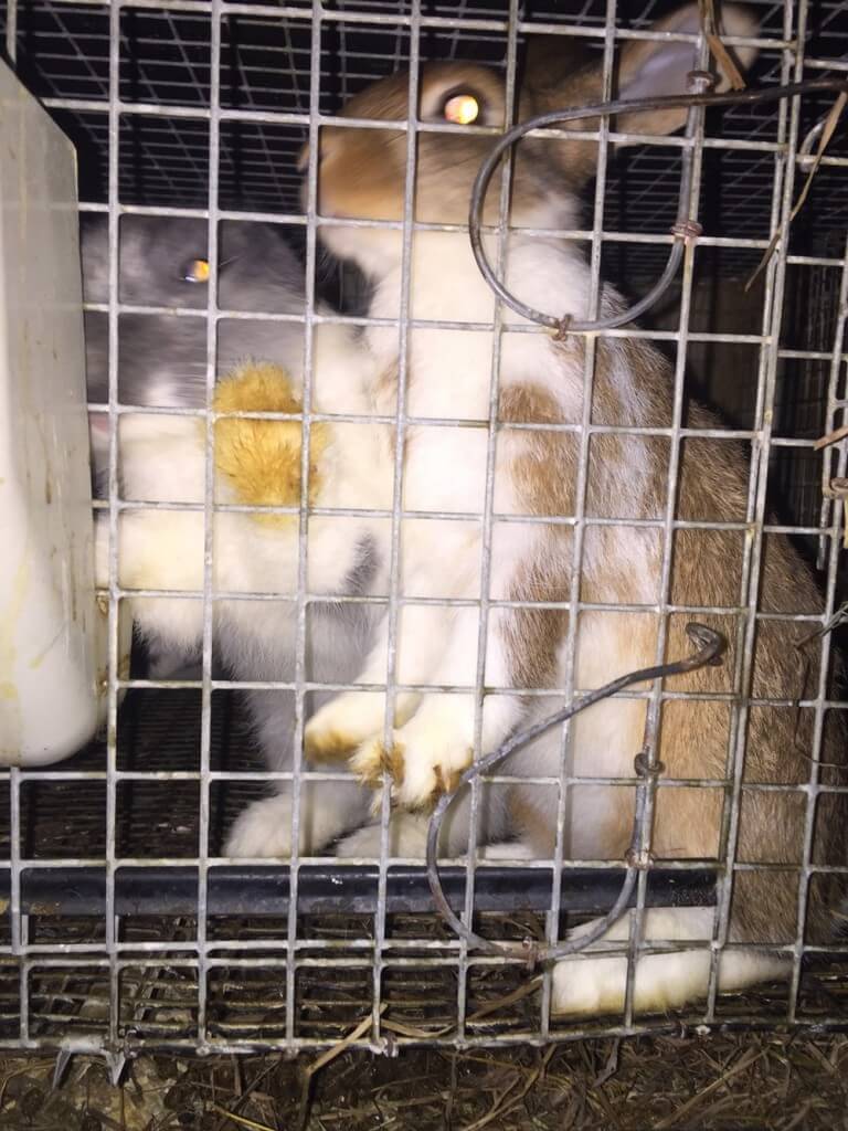 Animals Frozen Alive, Crudely Gassed at Petco, PetSmart Supplier