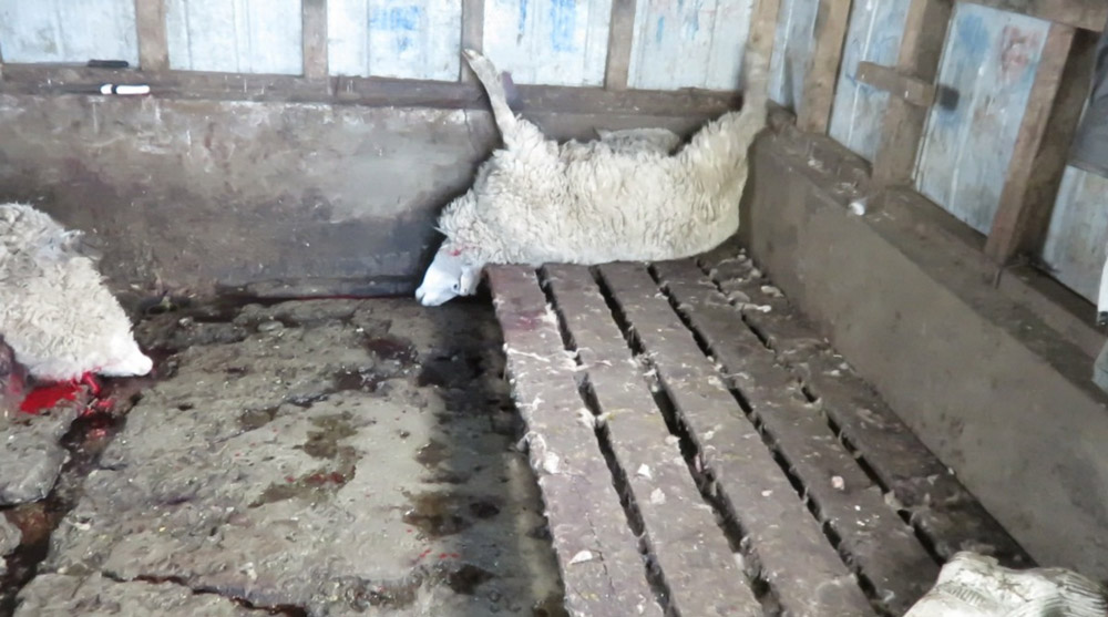 Italian Wool Exposed: Sheep Kicked, Cut, and Killed