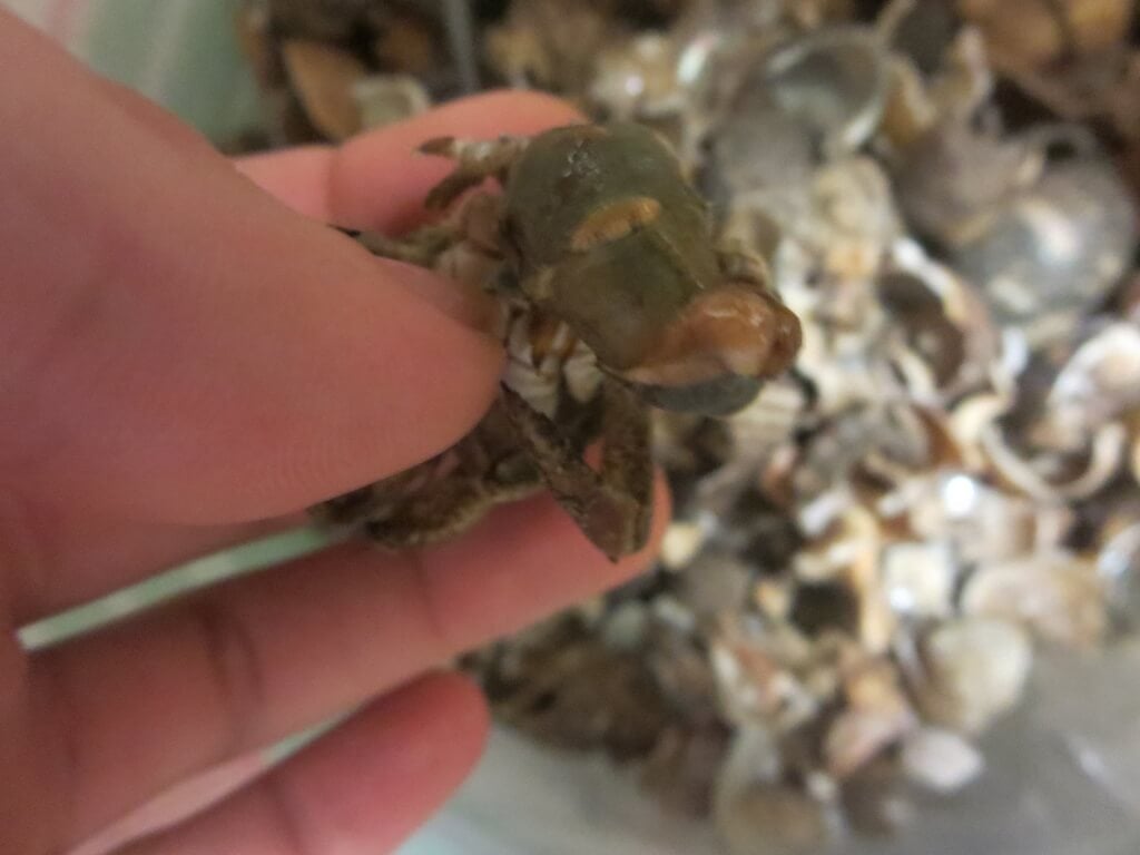 Exposed: Live Hermit Crabs' Shells Crushed, Hundreds Dead at Pet Trade ...