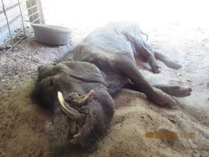 Pigs Starved, Mutilated, and Left to Die at Darlynn's Darlins 'Rescue'