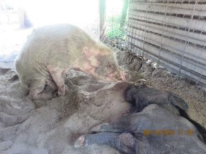 Pigs Starved, Mutilated, and Left to Die at Darlynn's Darlins 'Rescue'