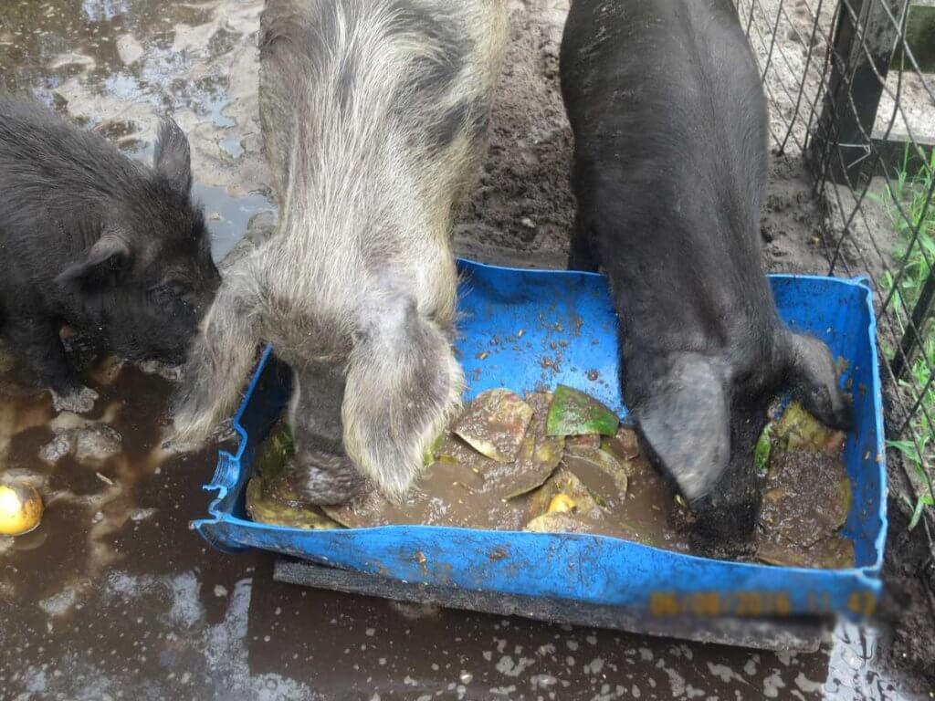 Pigs Starved, Mutilated, and Left to Die at Darlynn's Darlins 'Rescue'