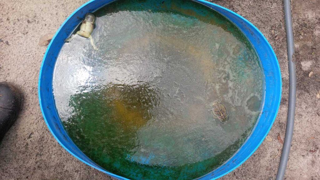 Pigs Starved, Mutilated, and Left to Die at Darlynn's Darlins 'Rescue'