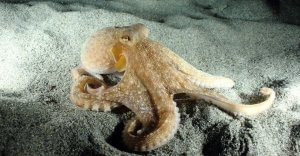 Octopus, Shrimps, Lobsters and Other Animals Eaten Alive