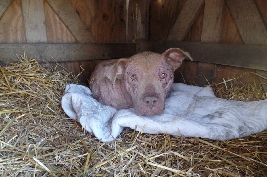 Meet PETA's Rescue Team and the Animals They Help