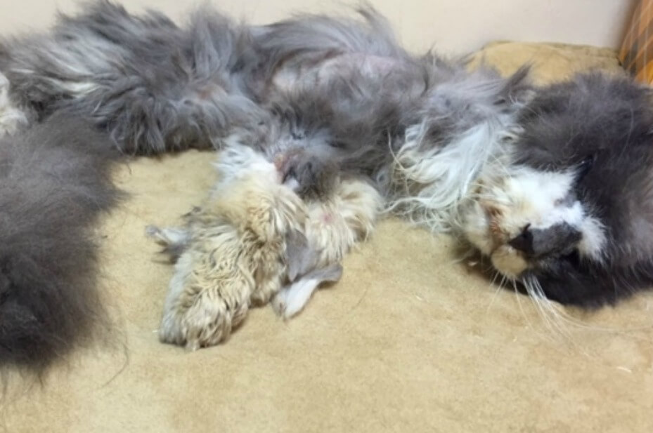 Meet PETA's Rescue Team and the Animals They Help