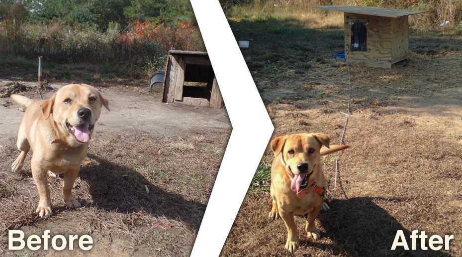 Meet PETA's Rescue Team and the Animals They Help