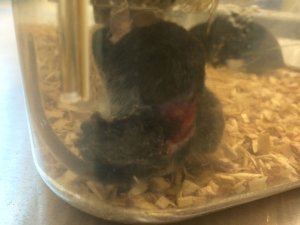 Litany of Lab Horrors: A PETA Exposé | PETA