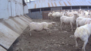 Another Patagonia-Approved Wool Producer Exposed—Help Sheep Now - PETA ...