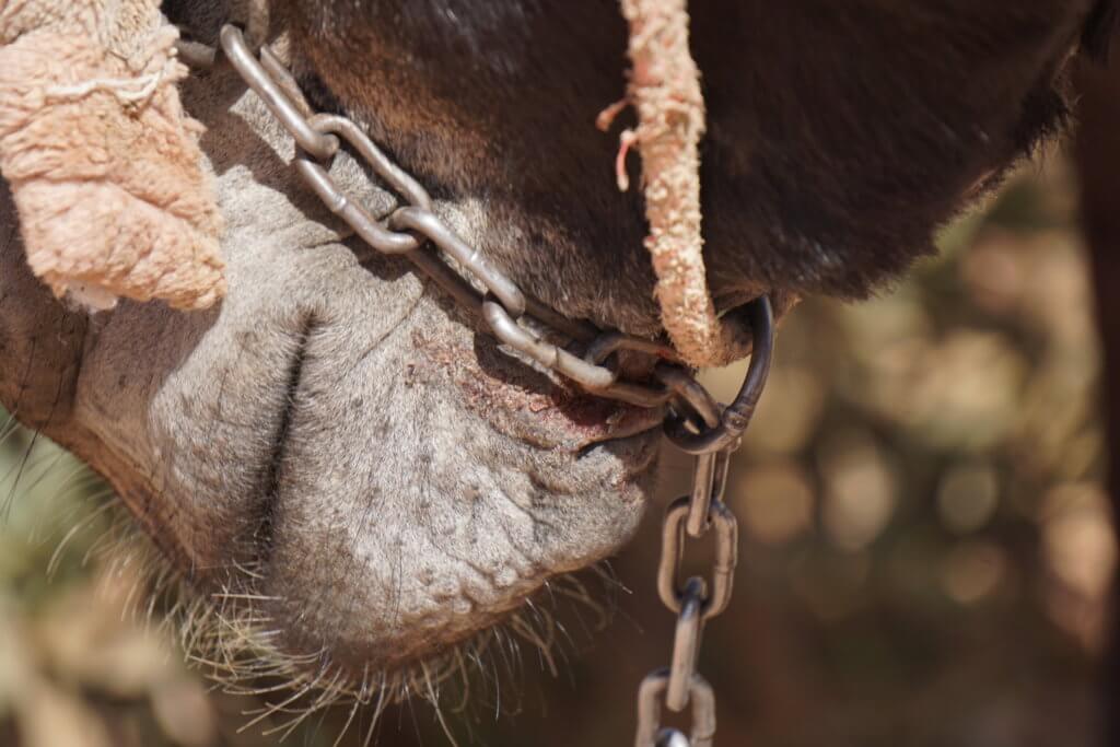 Fly-Infested Wounds on Animals Forced to Carry Tourists in Petra