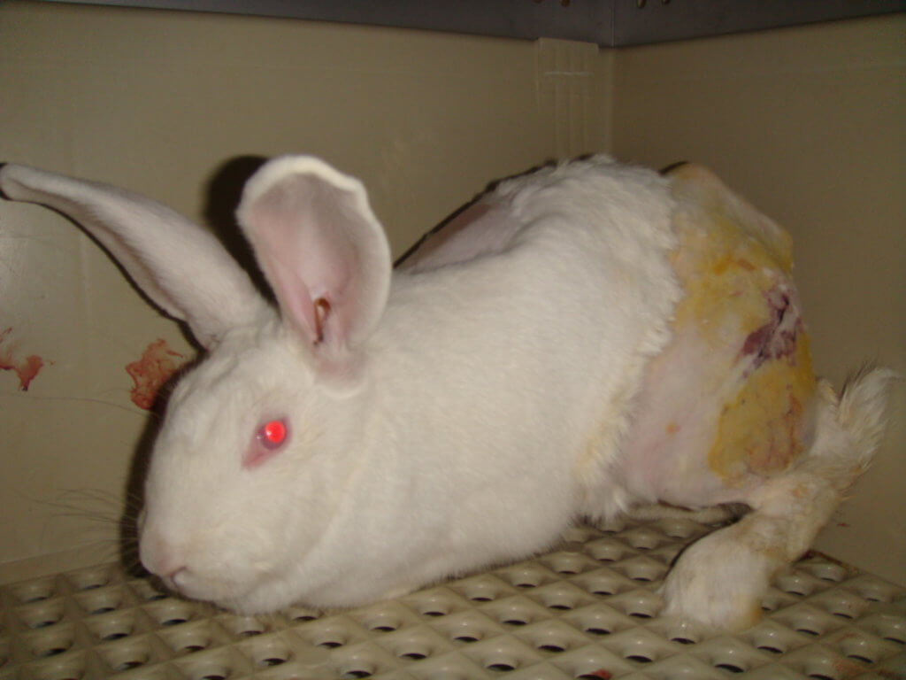 The University of Utah Must Stop Its Rogue Animal Experimenters - PETA ...
