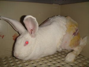 The University of Utah Must Stop Its Rogue Animal Experimenters - PETA ...