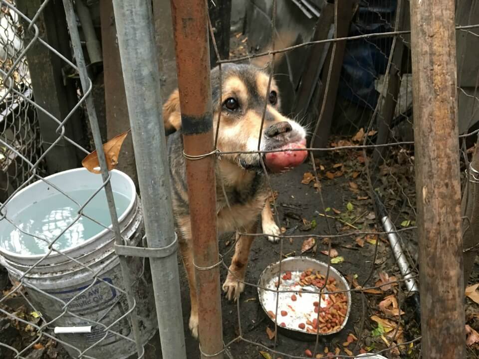 Meet PETA's Rescue Team and the Animals They Help