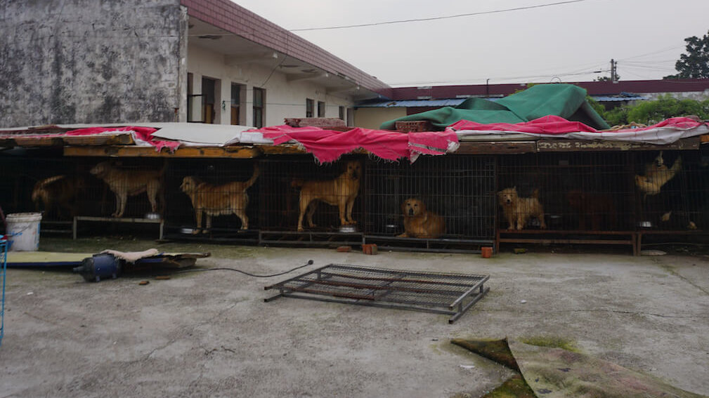 Dogs Treated as Breeding Machines in Chinese Puppy Mills - PETA Exposés ...