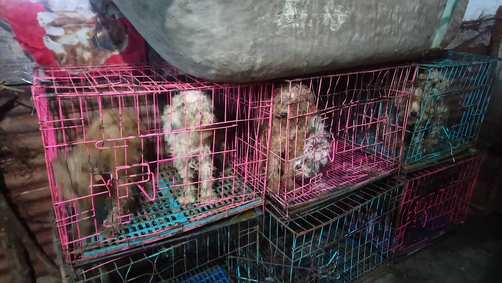 Dogs Treated as Breeding Machines in Chinese Puppy Mills - PETA Exposés ...