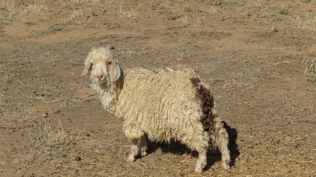 Breaking Video: Goats Thrown, Cut, Killed for Mohair—Help Them Now!