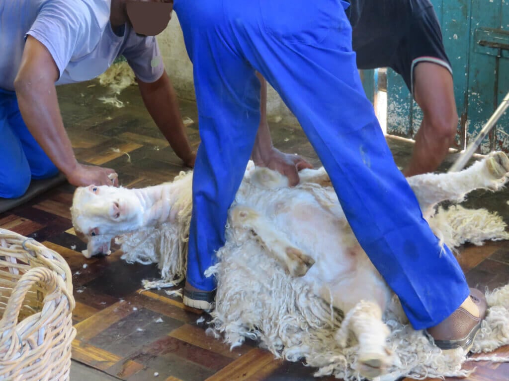 Breaking Video: Goats Thrown, Cut, Killed for Mohair—Help Them Now!