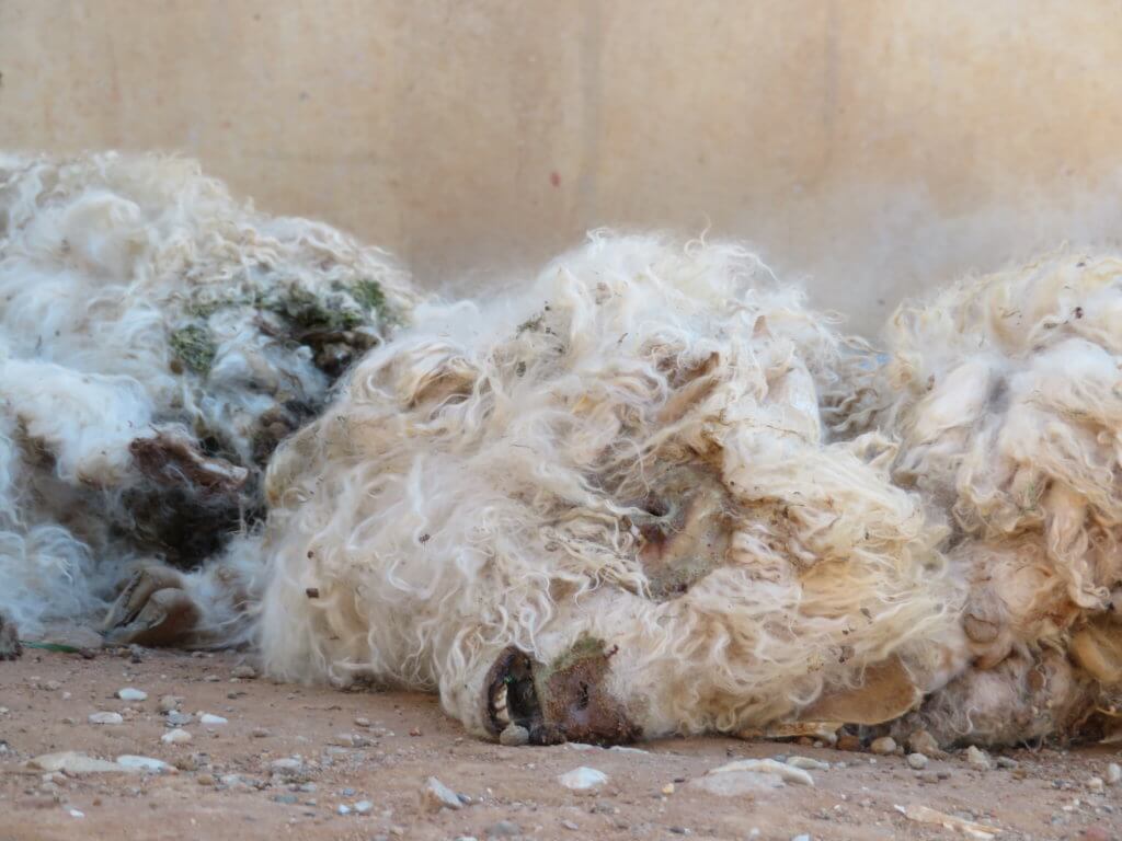 Breaking Video: Goats Thrown, Cut, Killed for Mohair—Help Them Now!