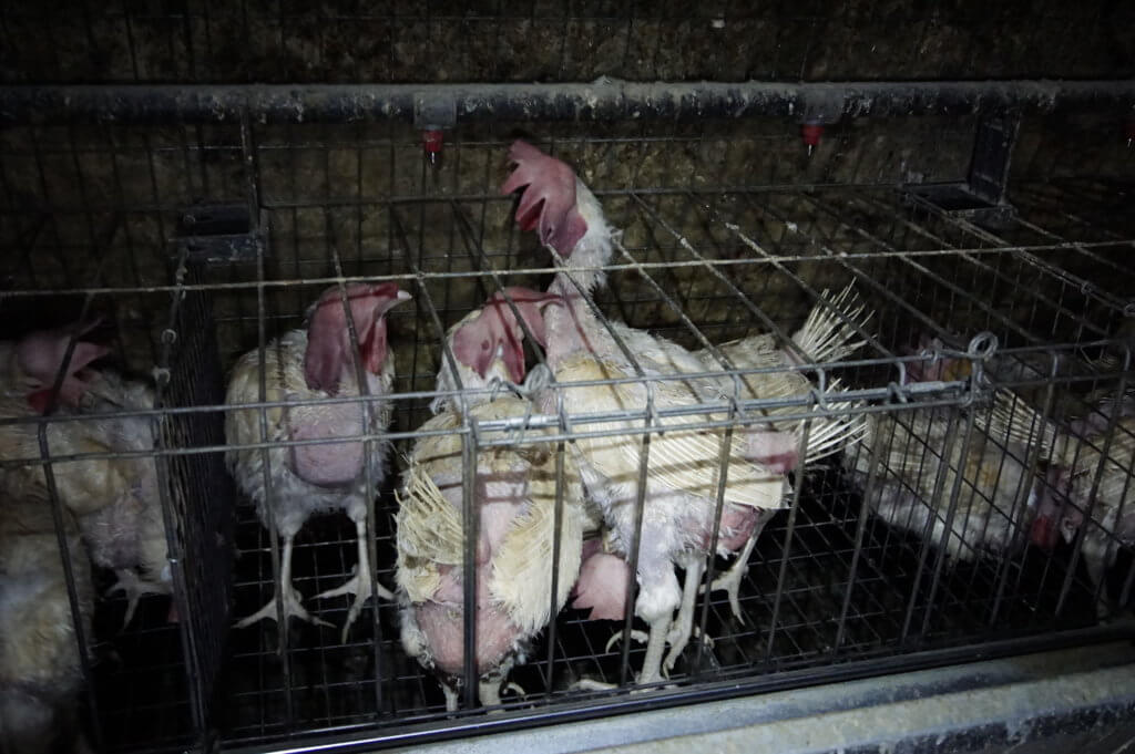 Hens Buried and Trapped in Feces on Canadian Egg Farms