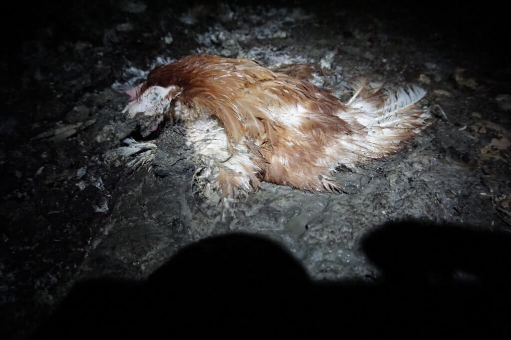 Hens Buried and Trapped in Feces on Canadian Egg Farms