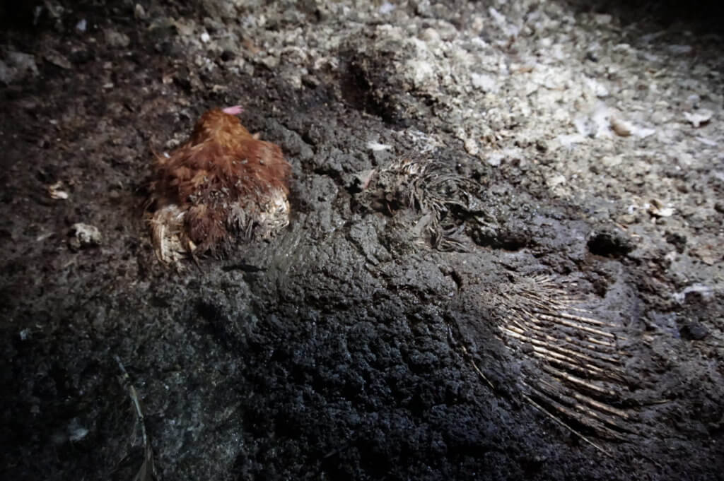 Hens Buried and Trapped in Feces on Canadian Egg Farms