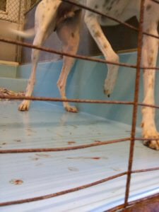 Exposé Reveals Sick, Injured, Stressed Greyhounds Imprisoned and Bled ...