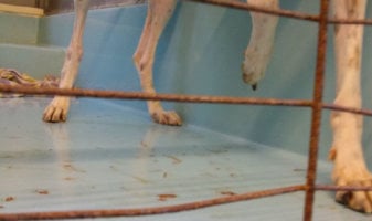 Exposé Reveals Sick, Injured, Stressed Greyhounds Imprisoned and Bled ...