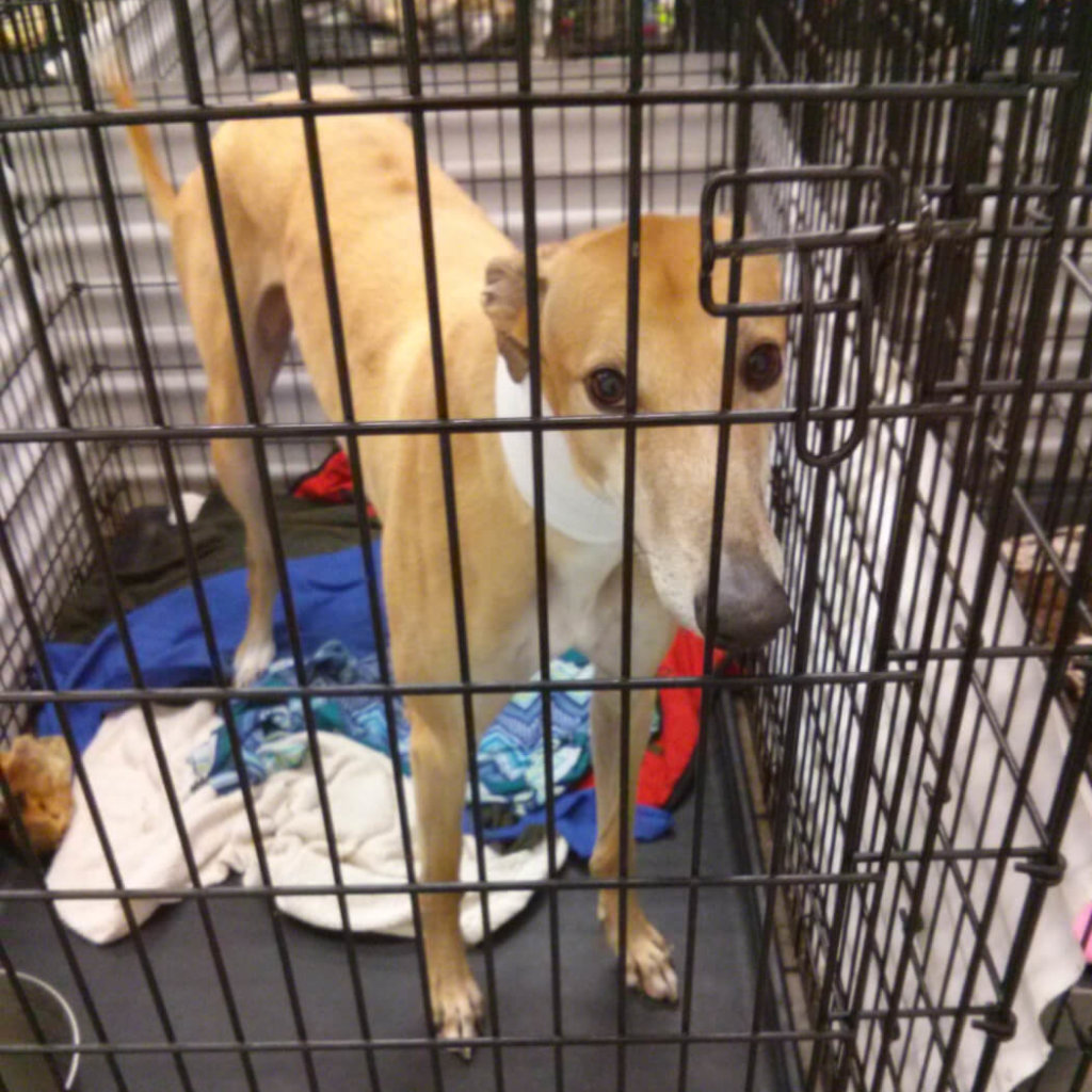 Exposé Reveals Sick, Injured, Stressed Greyhounds Imprisoned and Bled ...