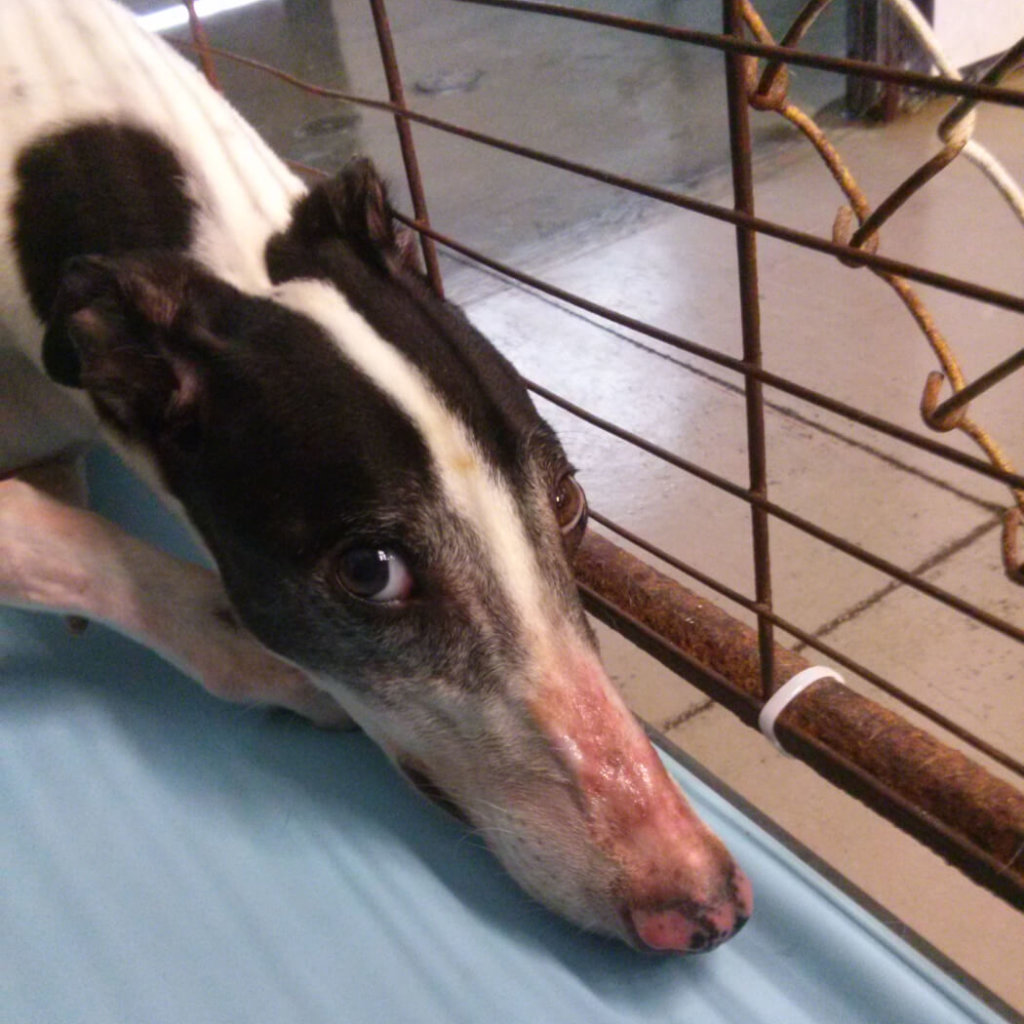 Exposé Reveals Sick, Injured, Stressed Greyhounds Imprisoned and Bled ...