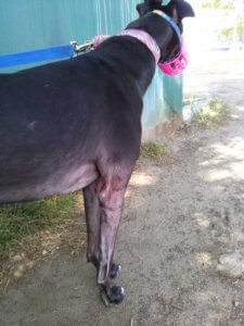 Exposé Reveals Sick, Injured, Stressed Greyhounds Imprisoned and Bled ...