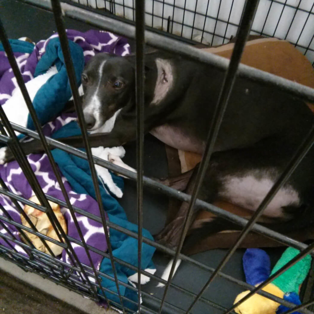 Exposé Reveals Sick, Injured, Stressed Greyhounds Imprisoned and Bled ...