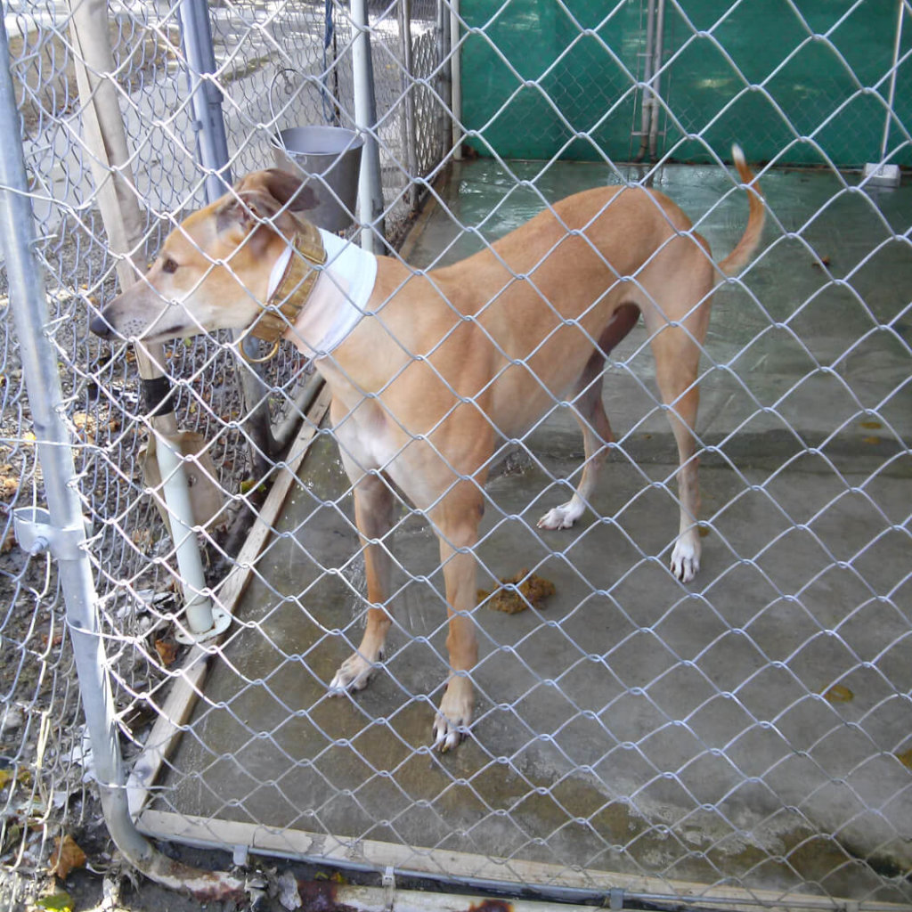 Exposé Reveals Sick, Injured, Stressed Greyhounds Imprisoned and Bled ...