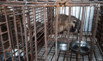 PETA Asia Exposes Extreme Cruelty in Badger-Brush Industry