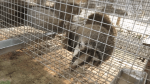 PETA Asia Exposes Extreme Cruelty in Badger-Brush Industry