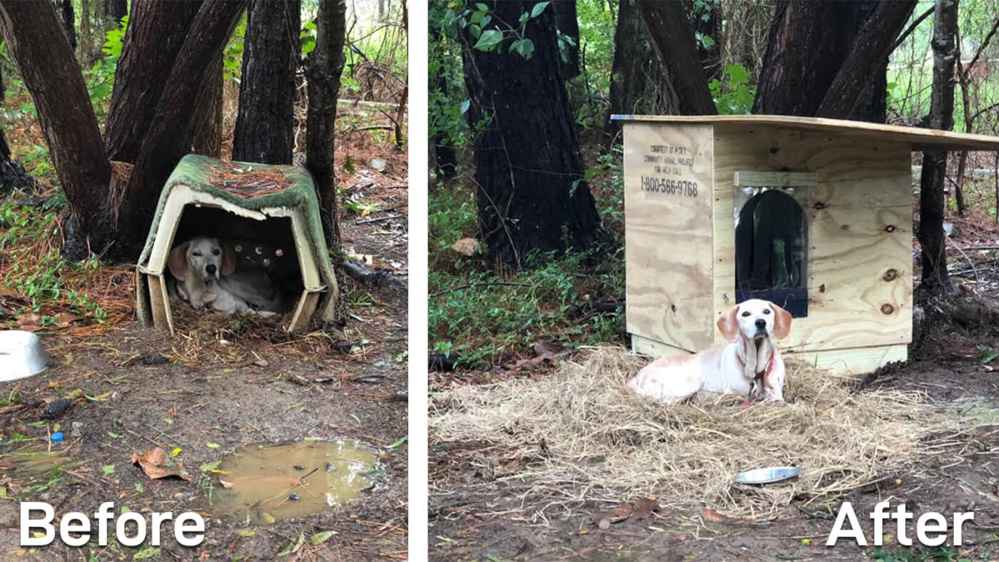 Meet PETA's Rescue Team and the Animals They Help