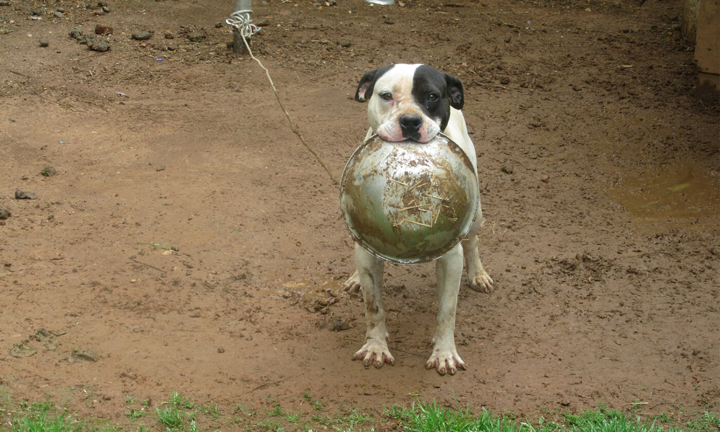 Meet PETA's Rescue Team and the Animals They Help