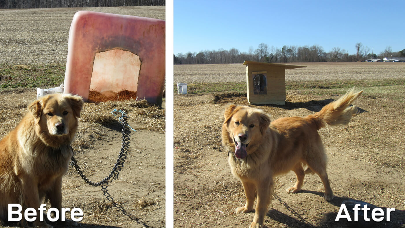 Meet PETA's Rescue Team and the Animals They Help