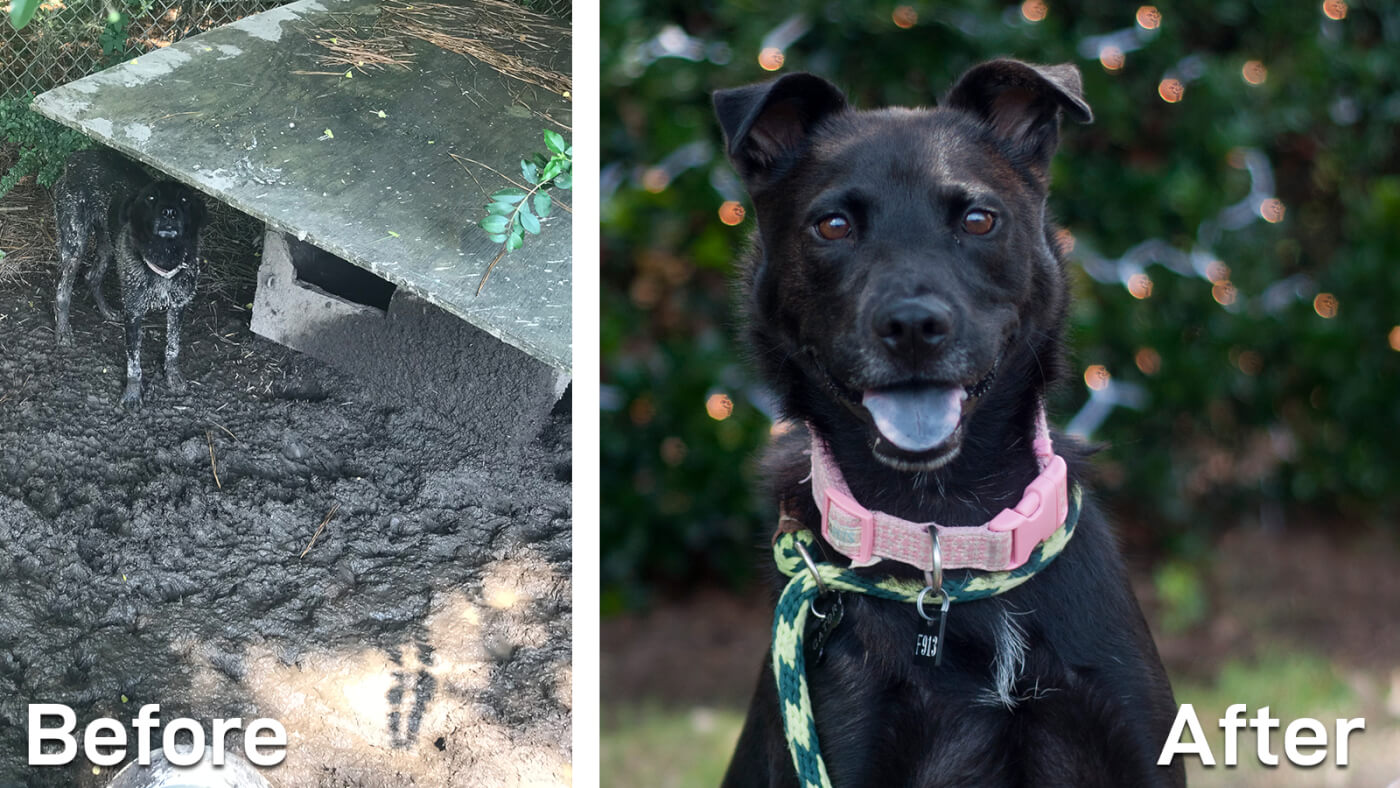 Meet PETA's Rescue Team and the Animals They Help