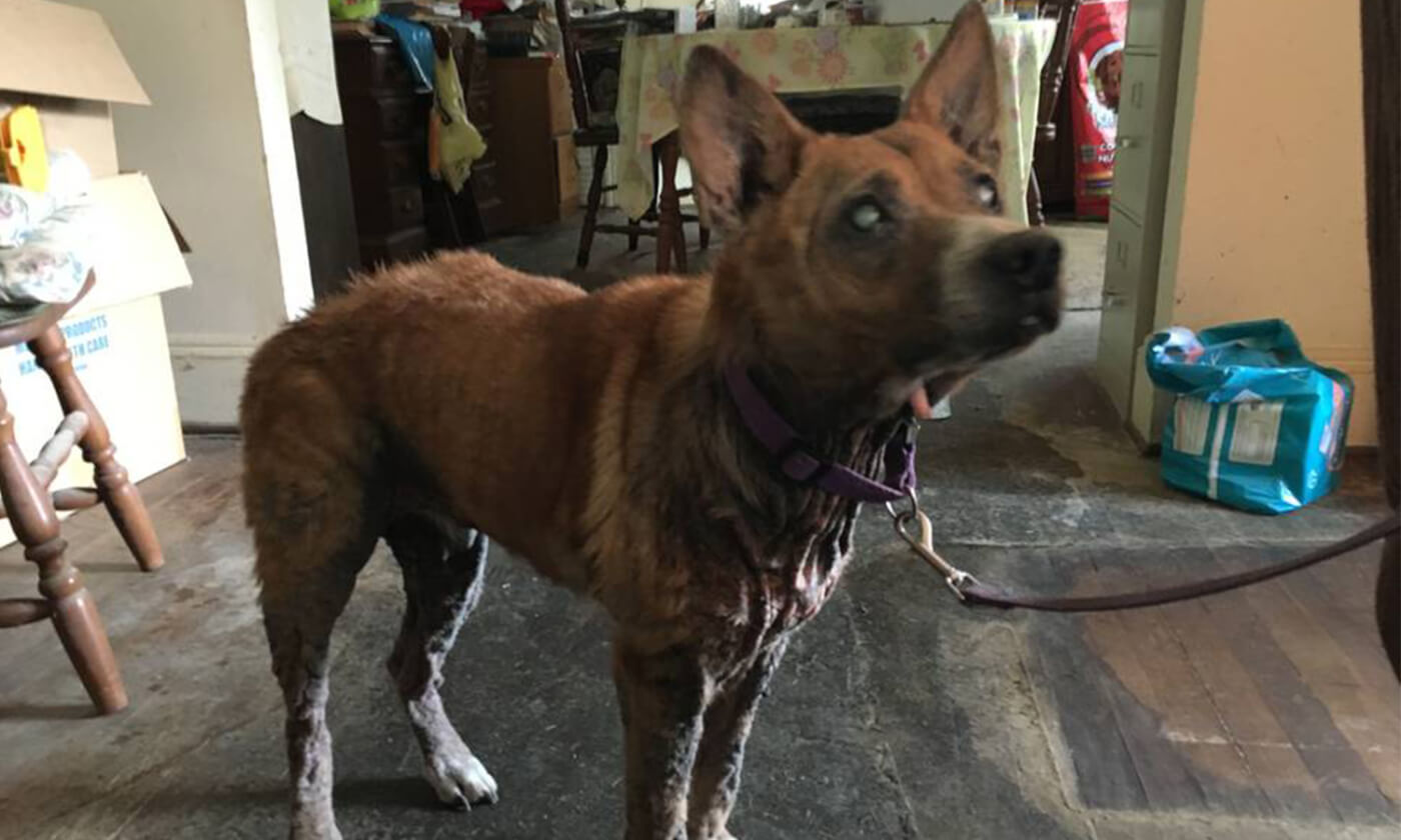 Meet PETA's Rescue Team and the Animals They Help