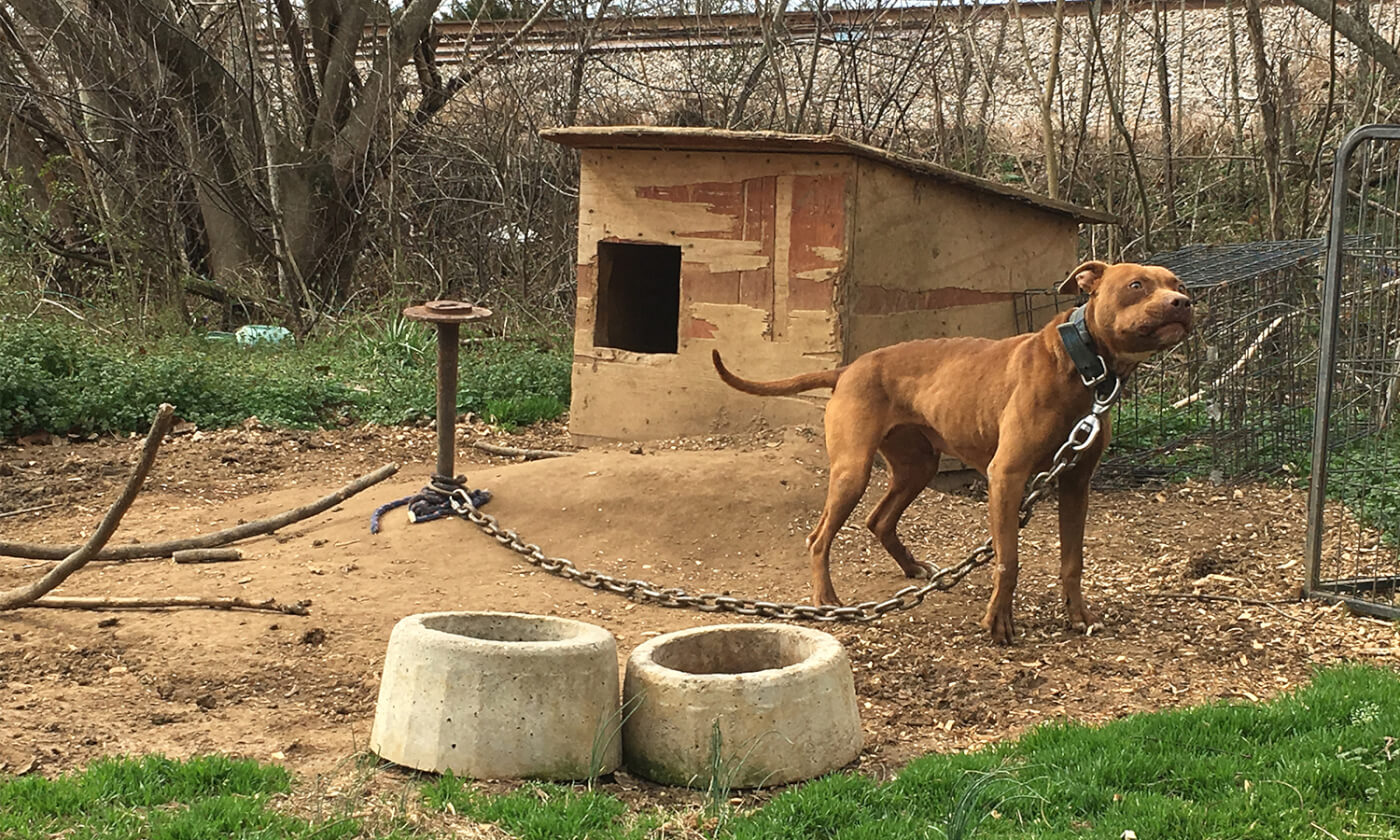 Meet PETA's Rescue Team and the Animals They Help