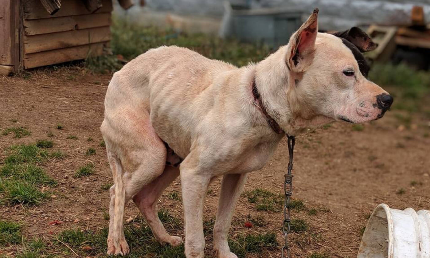 Meet PETA's Rescue Team and the Animals They Help