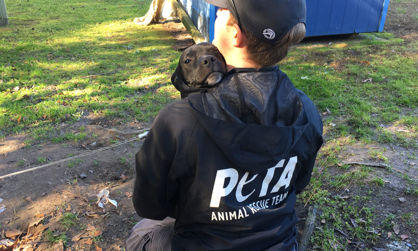 Meet PETA's Rescue Team and the Animals They Help