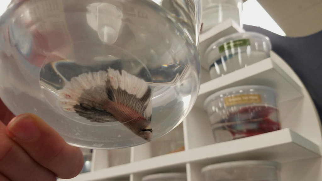 Exposé: Filth, Sickness, and Death for Betta Fish at Petco | PETA