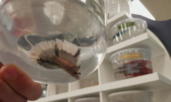 New PETA Exposé: Filth, Sickness, and Death for Betta Fish at Petco ...