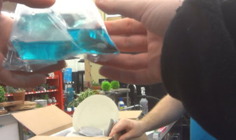 New PETA Exposé: Filth, Sickness, and Death for Betta Fish at Petco ...