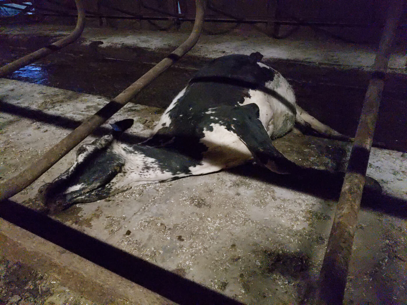 Video Reveals That Neglected, Lame Cows Suffer in Pain and Filth at ...