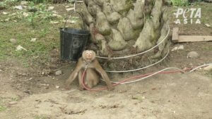 Monkeys Chained, Abused for Coconut Milk | PETA